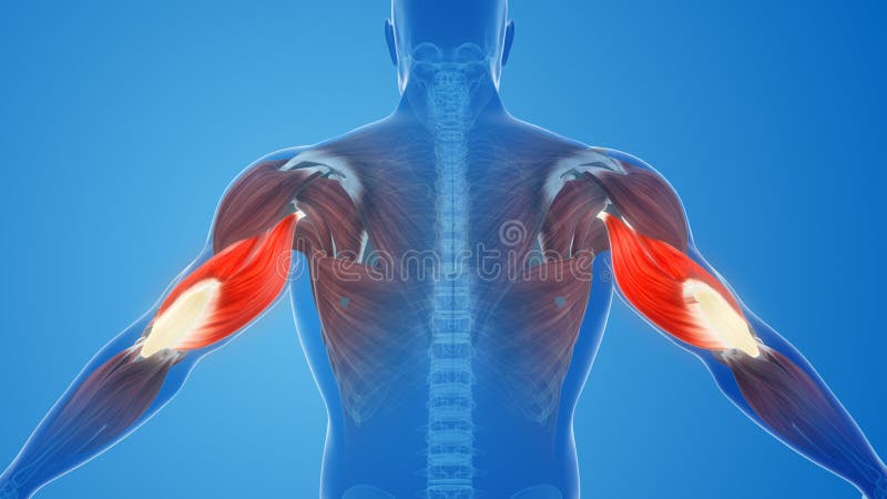 Triceps Muscle Pain and Injury Stock Image - Image of health, structure ...