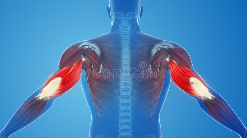Triceps Muscle Pain and Injury Stock Video - Video of triceps, muscle ...
