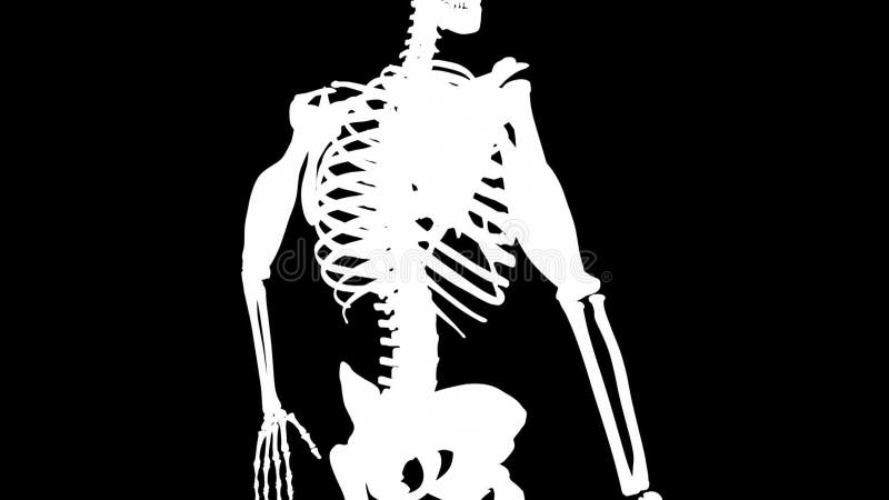 Triceps Muscles on Skeleton Stock Footage - Video of human, humerus ...