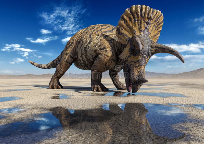 Triceratops is Drinking Some Water on the Desert after Rain Side View ...