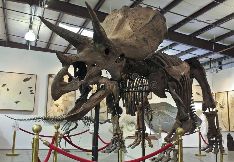 Triceratops Fossil Skeleton Over Natural Background Editorial Image ... Triceratops Fossil Skeleton Over Natural Background Editorial Image ...