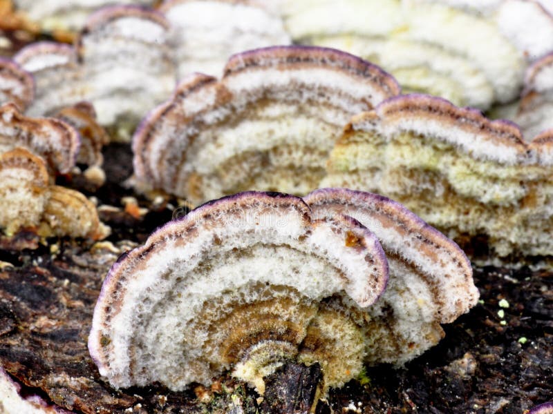 739 Saprophytic Fungus Stock Photos - Free & Royalty-Free Stock Photos ...