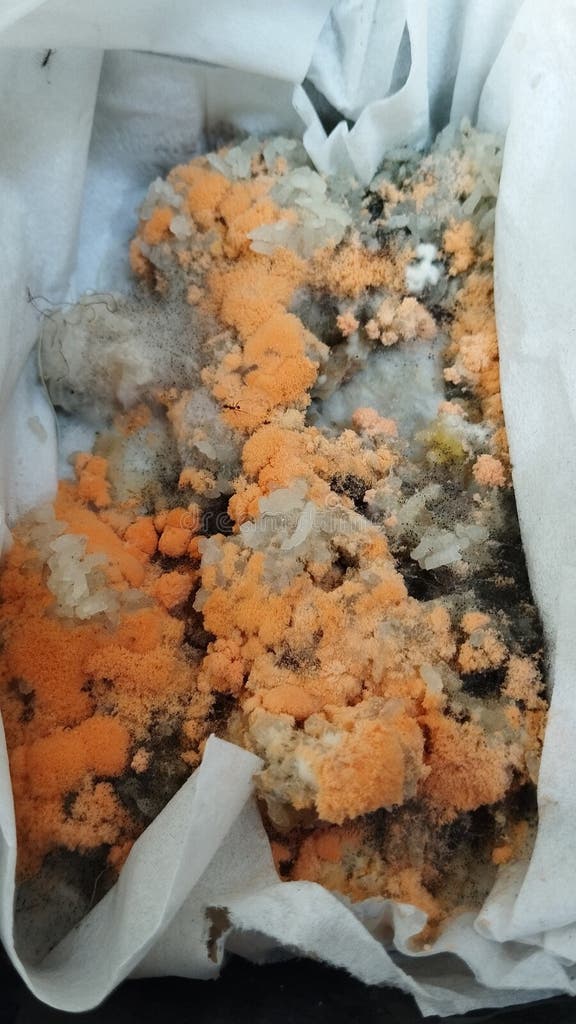 Trichoderma Fungus on Stale Rice As a Biofertilizer Stock Image - Image ...