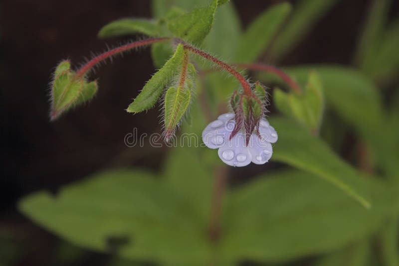 Trichodesma indicum stock image. Image of spreading, forgetmenot - 26178057