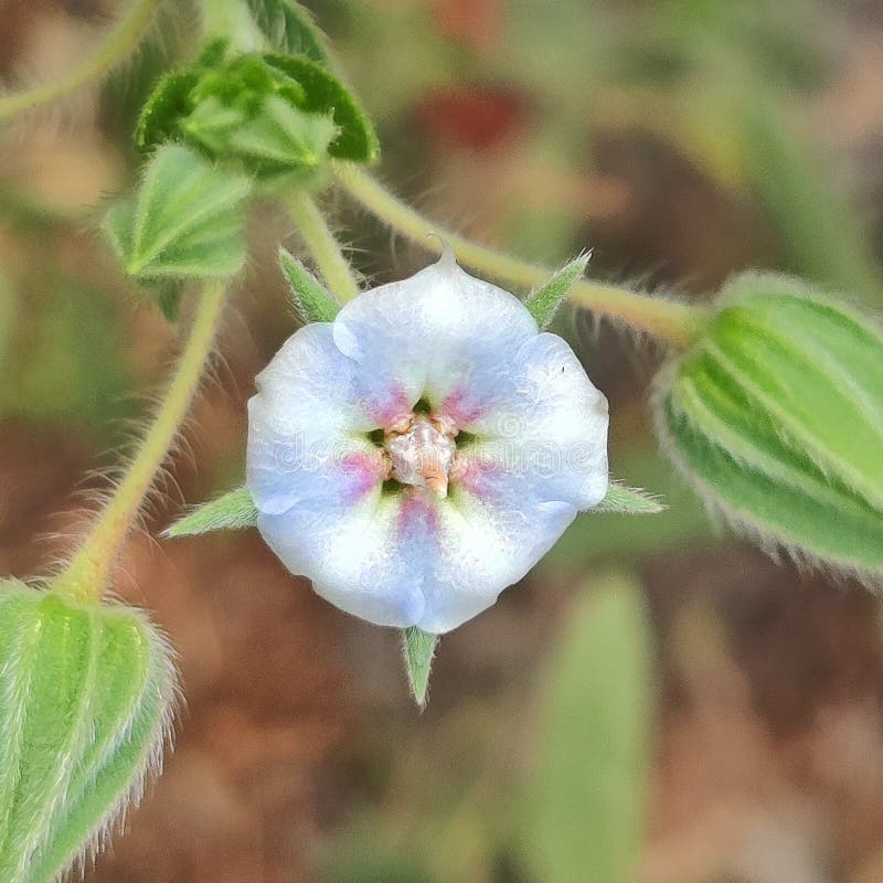 Trichodesma Plant Stock Photos - Free & Royalty-Free Stock Photos from ...
