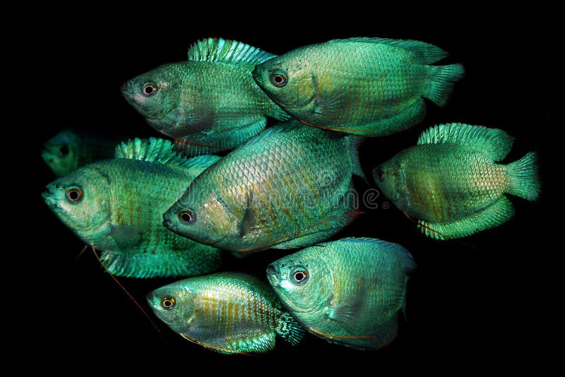 Trichogaster-lalius stockbild. Bild von most, asien, verteilt - 50993901