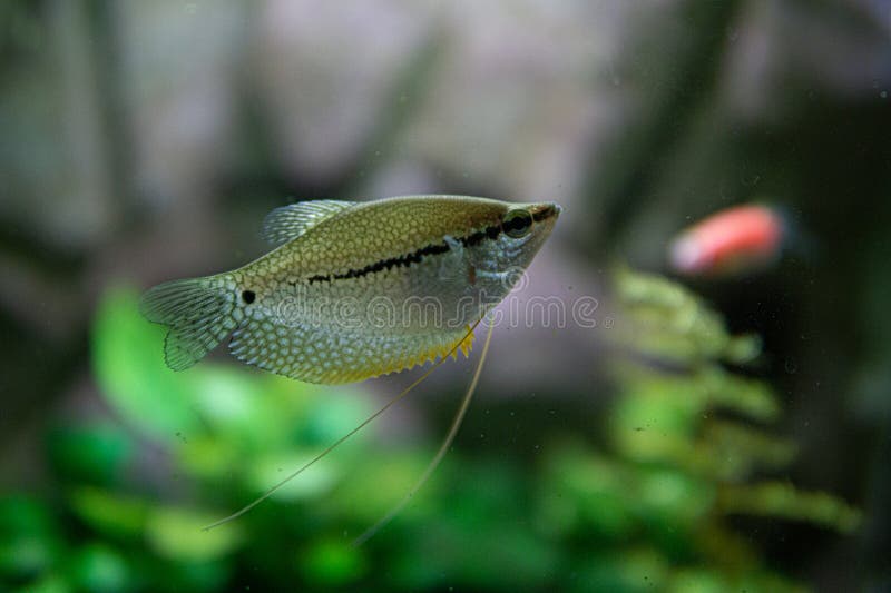 Trichogaster leeri. stock photo. Image of underwater - 275447708