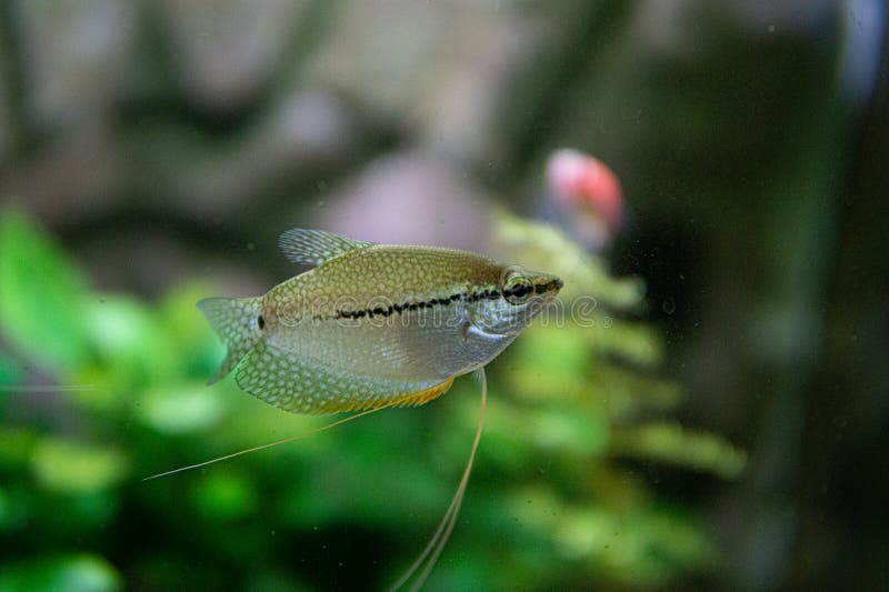 Leeri Trichogaster Stock Photos - Free & Royalty-Free Stock Photos from ...