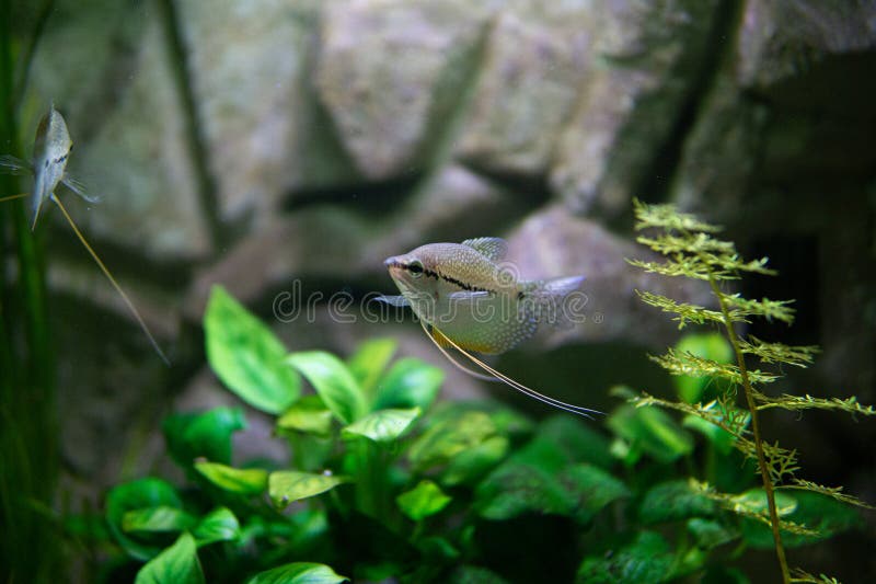 Trichogaster leeri. stock photo. Image of grass, trichogaster - 275447900