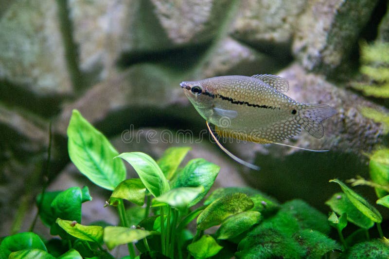 Trichogaster leeri. stock image. Image of plant, trichogaster - 275448035