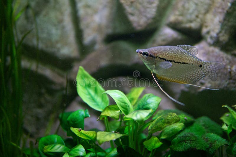 Trichogaster leeri. stock photo. Image of aquarium, nature - 275448054
