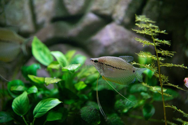 Trichogaster leeri. stock photo. Image of nature, tropical - 275448138