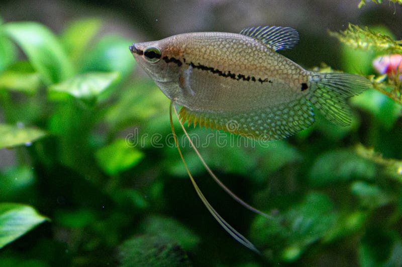 Trichogaster leeri stock photo. Image of trichogaster - 275448160
