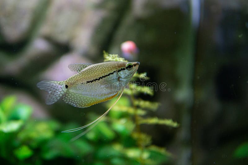 Trichogaster leeri. stock photo. Image of animal, leeri - 275447944