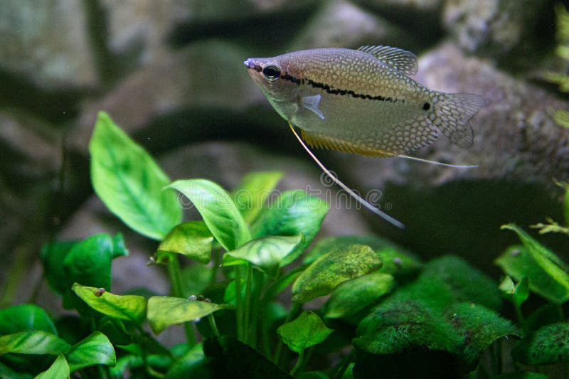 Trichogaster leeri stock photo. Image of trichogaster - 275448160