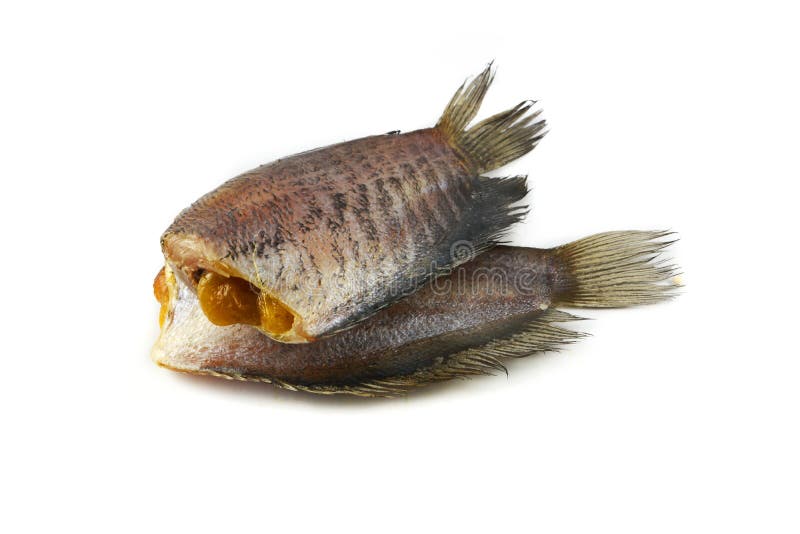 599 Trichogaster Pectoralis Stock Photos - Free & Royalty-Free Stock ...