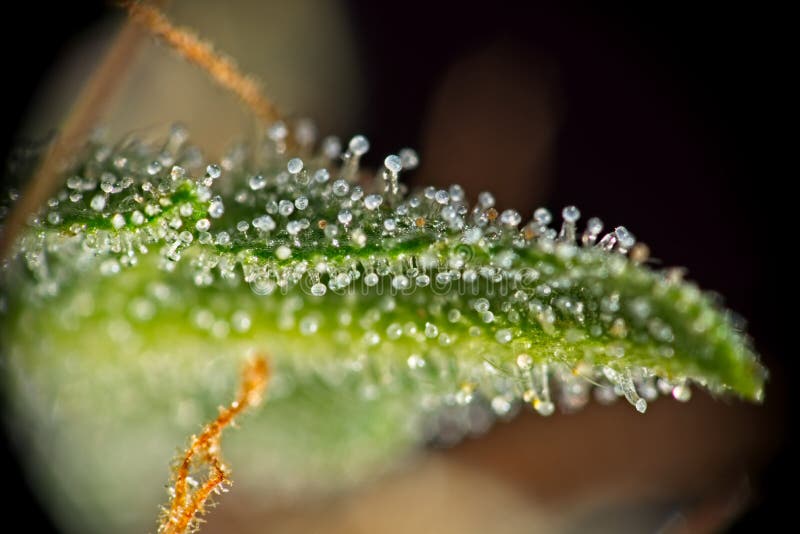 Trichomes on Cannabis Plant Leaf Stock Image - Image of hemp, detail ...