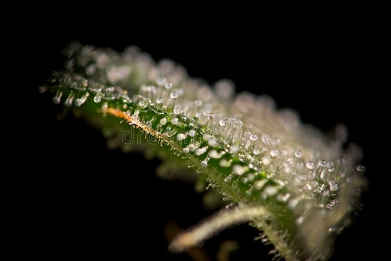 Trichomes on Cannabis Plant Stock Image - Image of herbal, alternative ...
