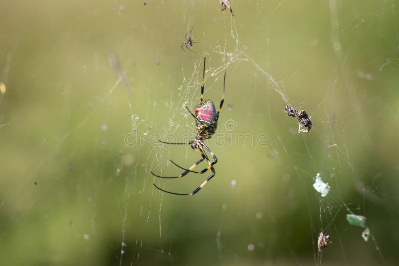 Trichonephila Clavata, Also Known As the Joro Spider in Japan. Stock ...