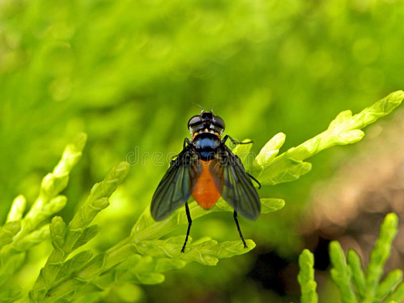 Trichopoda Pennipes stock image. Image of featherlegged - 34014947