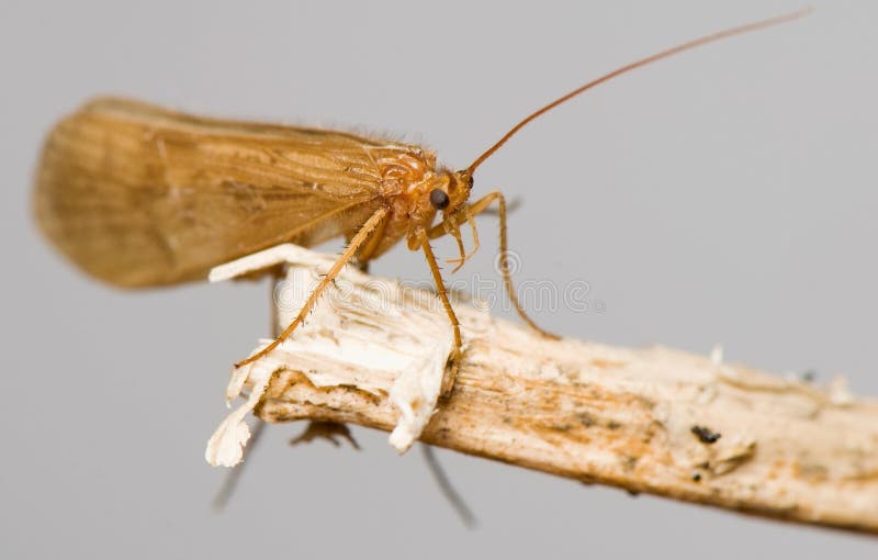 Trichoptera stock image. Image of macro, insect, lepidopteran - 21524745