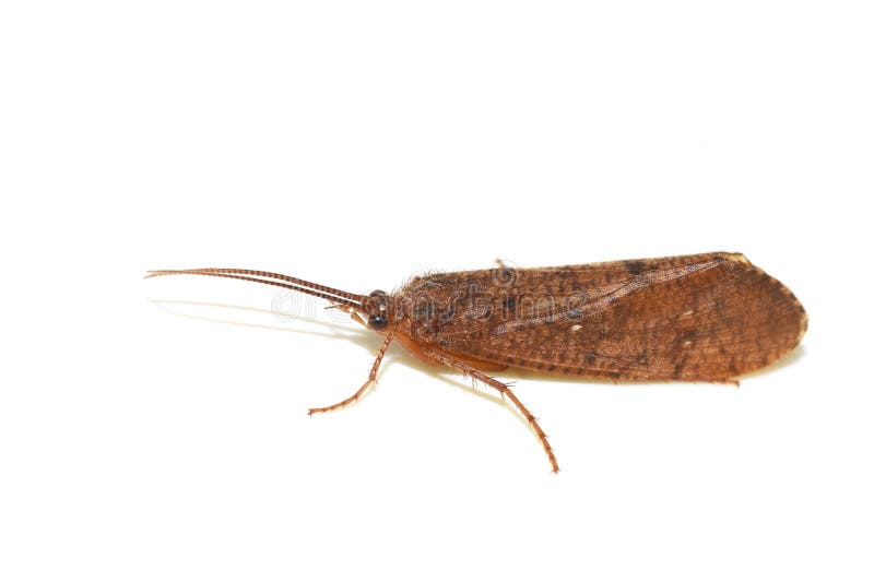 Trichoptera Aquatic Insect on White Stock Image - Image of closeup ...