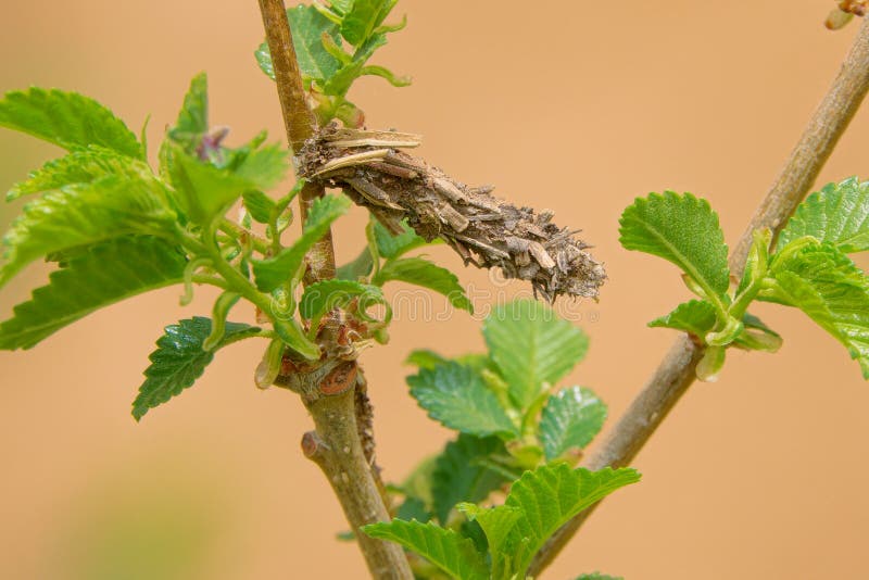Trichopteron Pupa Stock Photos - Free & Royalty-Free Stock Photos from ...