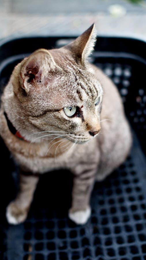 Tricky Cat stock image. Image of brown, head, camera - 73856067