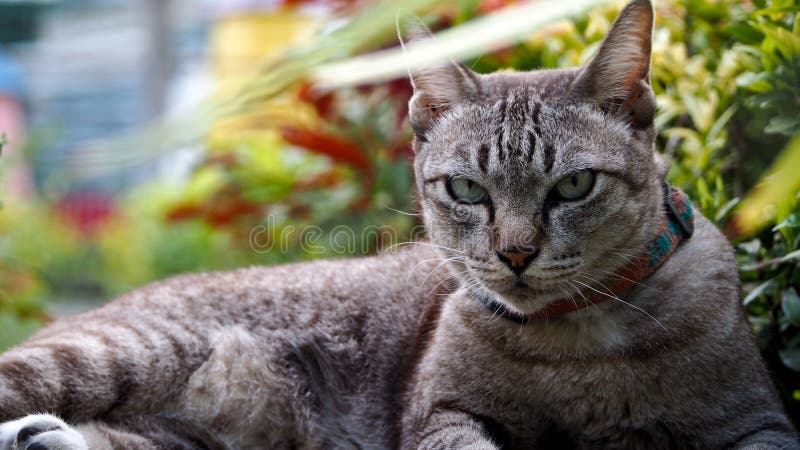 2,084 Crouching Cat Photos - Free & Royalty-Free Stock Photos from ...