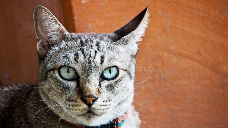 Tricky Cat Looking stock image. Image of beautiful, cute - 74579373