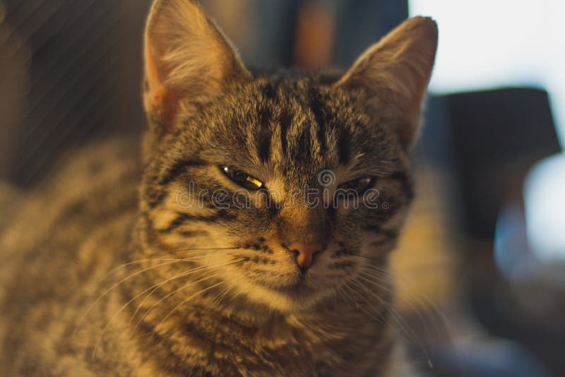 Tricky cat stock photo. Image of trustfulness, kind, kitten - 51290020