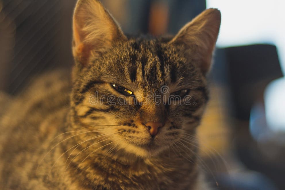 Tricky cat stock photo. Image of trustfulness, kind, kitten - 51290020