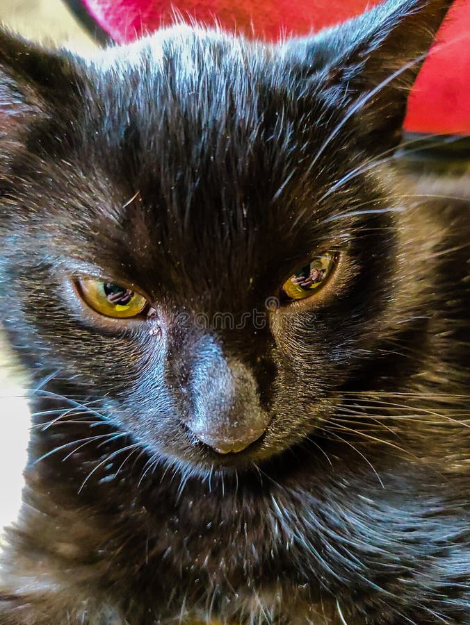 Tricky Eyes of Cat with Reflection Stock Photo - Image of black, nose ...