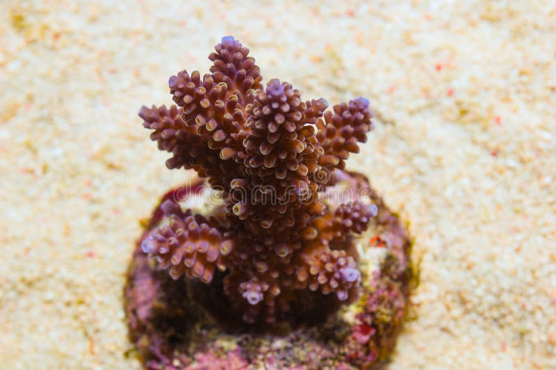 Tricolor Acropora - Acropora Spp Stock Image - Image of acropora ...