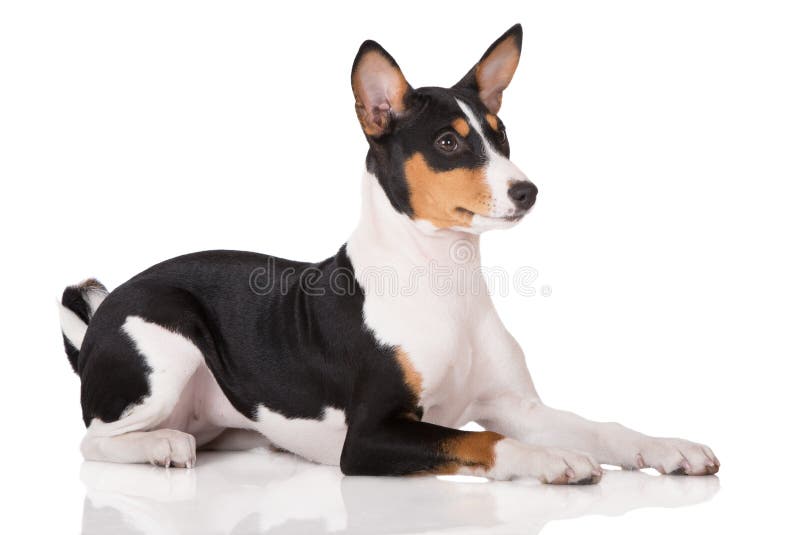 Tricolor Basenji Puppy Outdoors Stock Image - Image of domestic ...