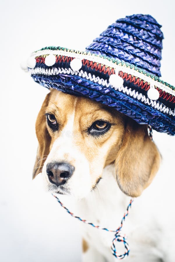 Tricolor Beagle Dog in Blue Cowboy Hat Stock Photo - Image of straw ...