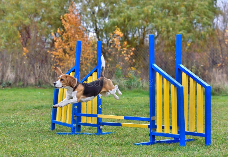 Agility Training - Portuguese Water Dogs Stock Photo - Image of black ...