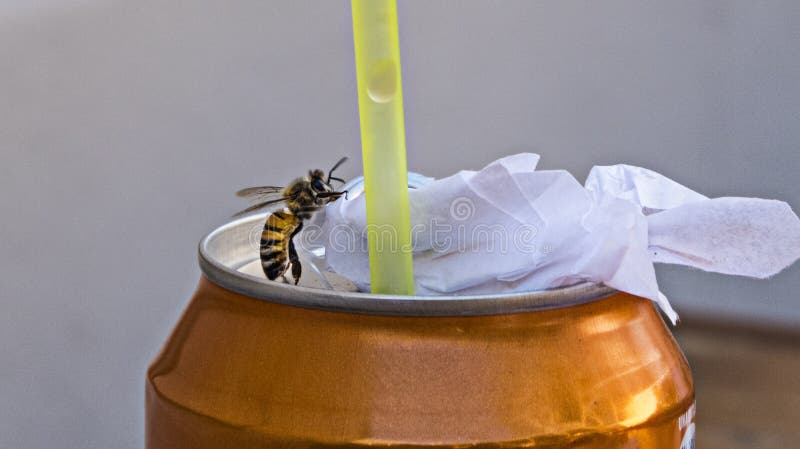 Bees Landed On A Bottle Of Juice Stock Photo - Image of close, juice ...