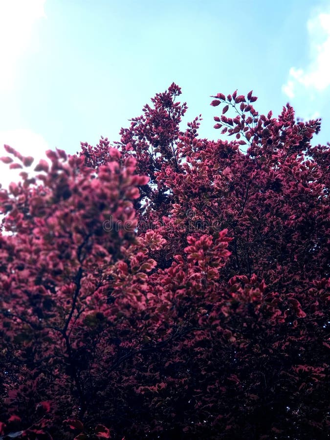 Tricolor Beech Tree (Fagus Sylvatica) Seen during a Sunny Day Stock ...