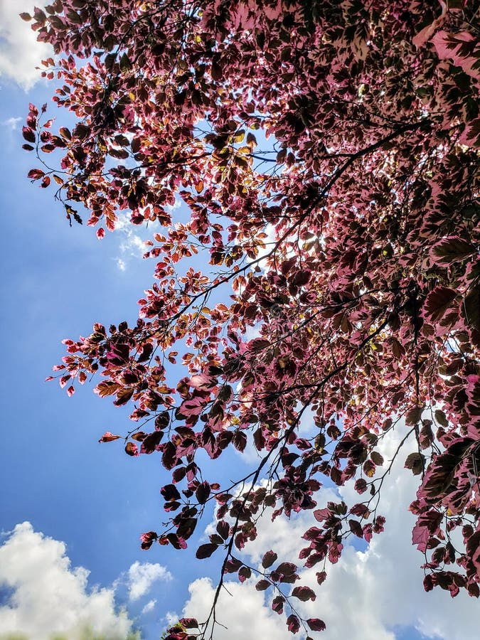 Tricolor Beech Tree Fagus Sylvatica Seen during a Sunny Day Stock Photo ...