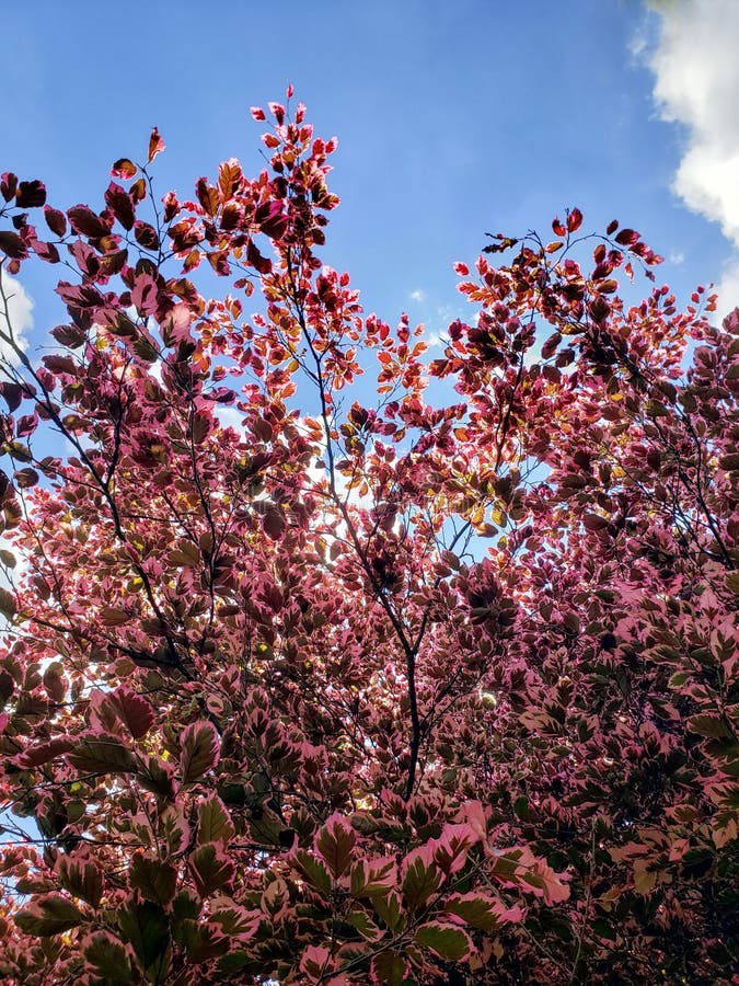 Tricolor Beech Tree Fagus Sylvatica Seen during a Sunny Day Stock Image ...