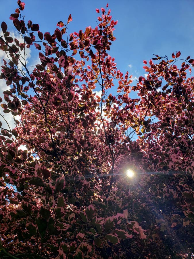 Tricolor Beech Tree Fagus Sylvatica Seen during a Sunny Day Stock Image ...