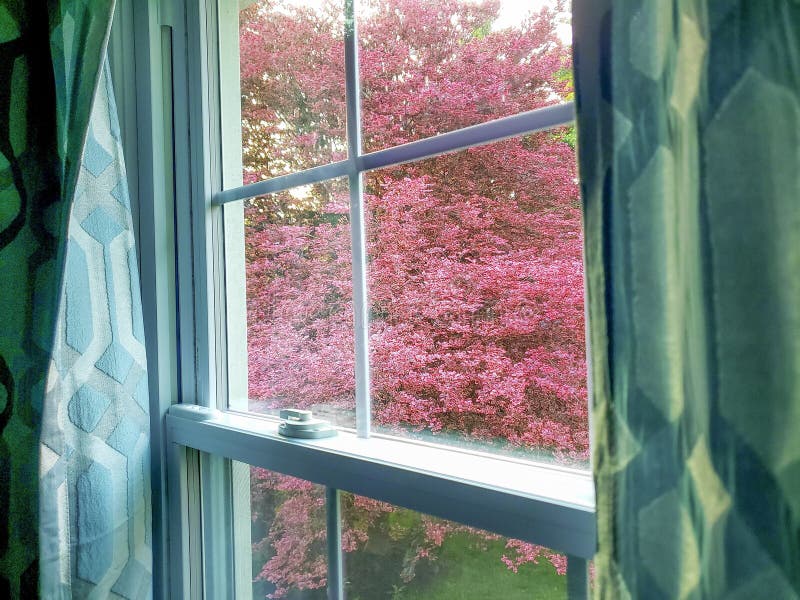 Tricolor Beech Tree Seen through a Window Stock Photo - Image of ...