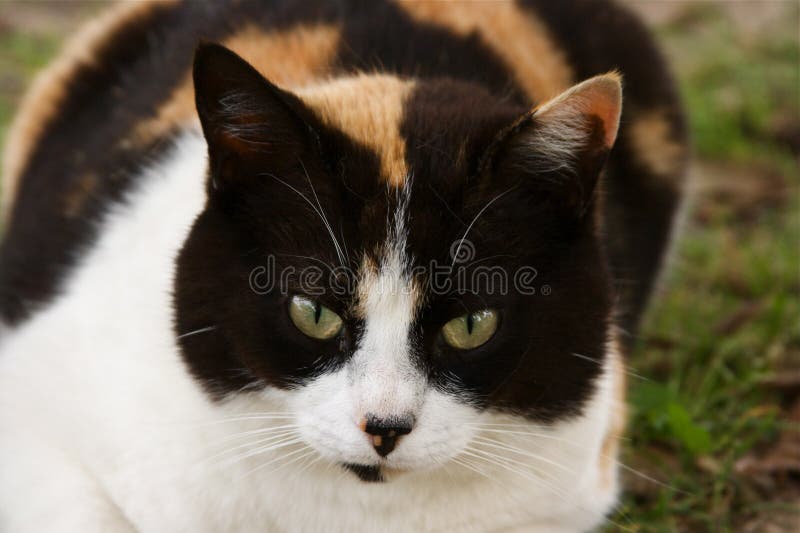 Tricolor cat stock image. Image of isolated, mammal, cute - 5198505