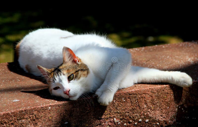A Tricolor Cat Basks in the Sun on a Park Bench in Bursa Stock Photo ...
