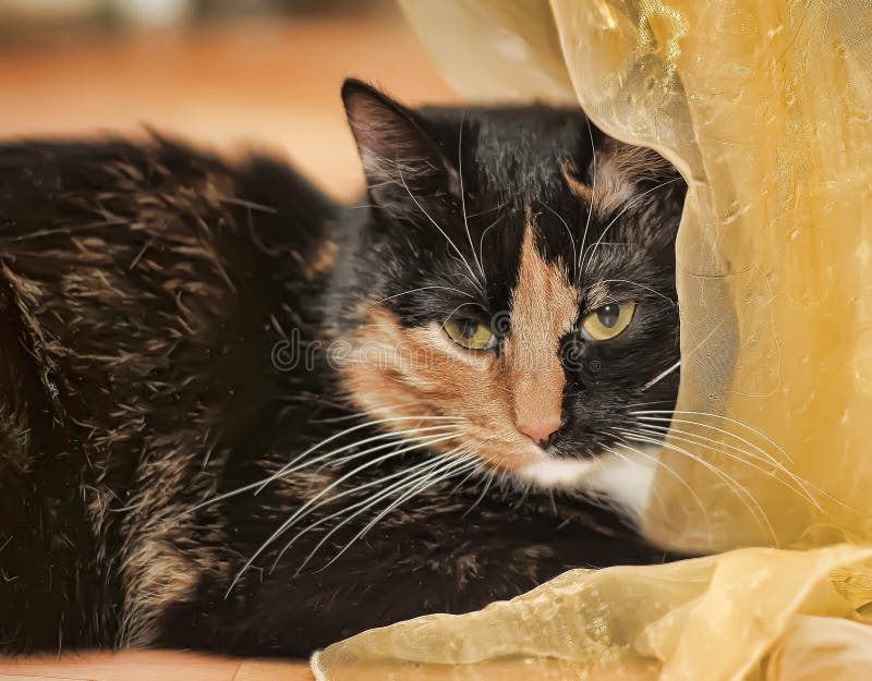 Tricolor cat stock image. Image of color, curious, friend - 40091119