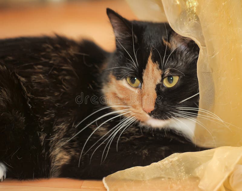 Tricolor cat stock image. Image of beautiful, color, face - 40091157