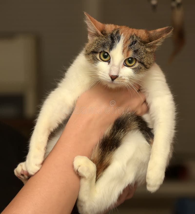 Tricolor cat in hands stock photo. Image of furry, holding - 175321204