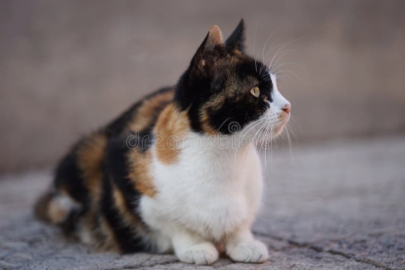 Tricolor Cat Lying on the Stone Floor at Summer Yard Stock Photo ...