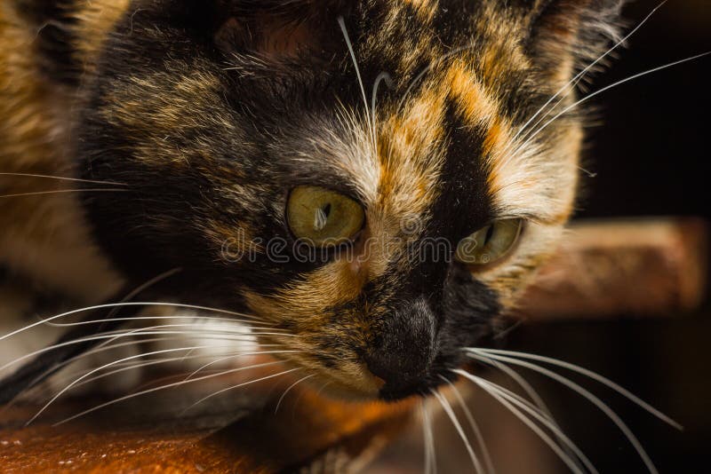 Tricolor Cat Sitting on a Wooden Table Close-up. Muzzle with Long ...